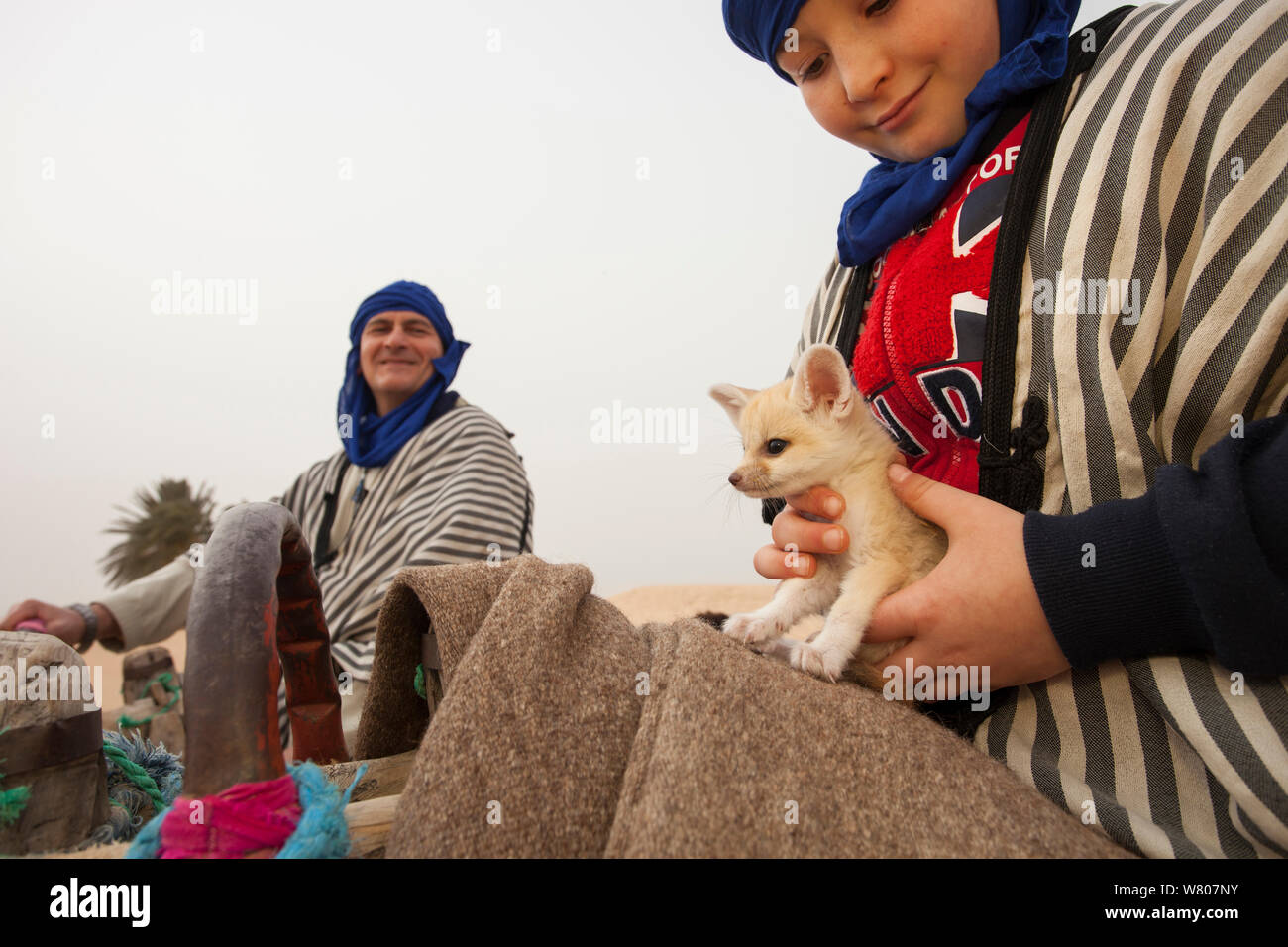 Young boy holding Fennec fox (Vulpes zerda) pup aged few weeks, caught ...