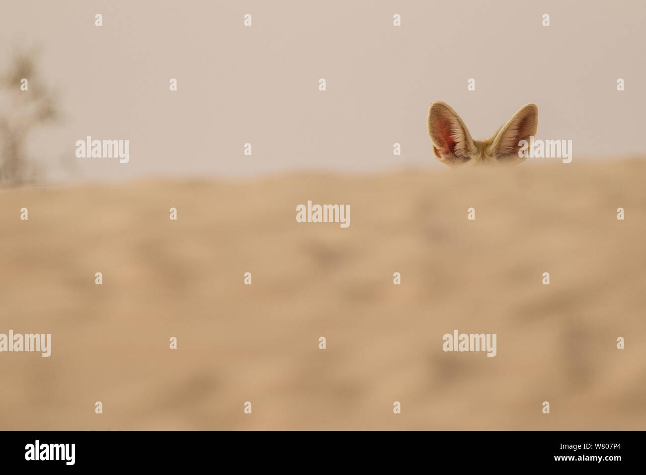 Fennec fox (Vulpes zerda) ears above sand dunes, Grand Erg Oriental ...