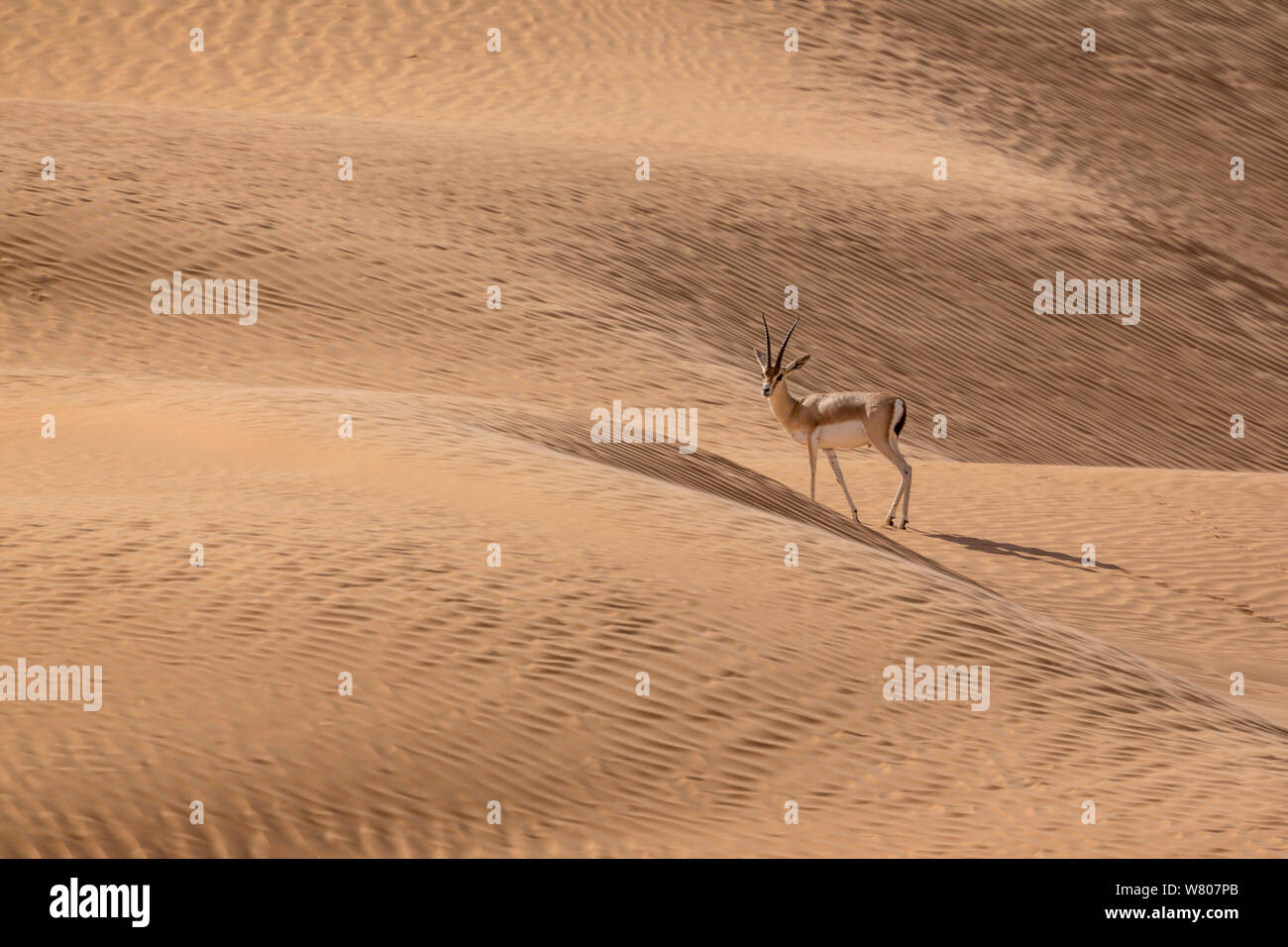 Gazella leptoceros loderi hi-res stock photography and images - Alamy