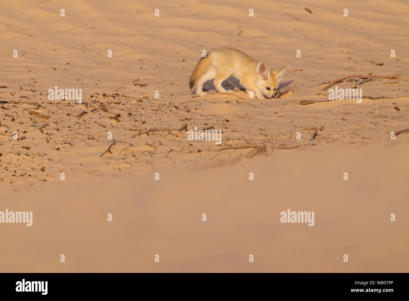 Fennec fox (Vulpes zerda) pup digging. Grand Erg Oriental, Kebili ...