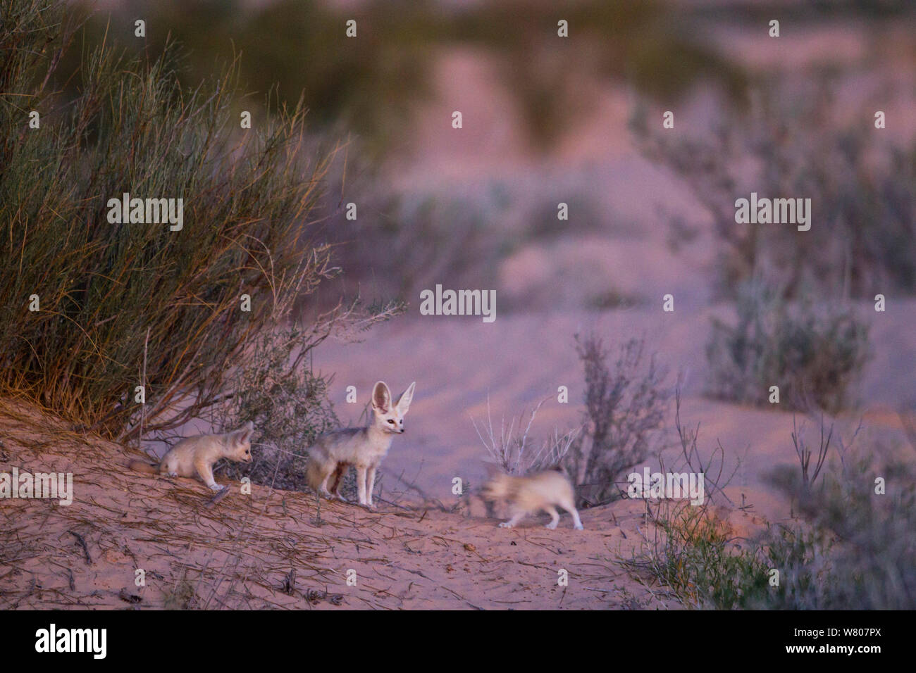Fennec fox den hi-res stock photography and images - Alamy