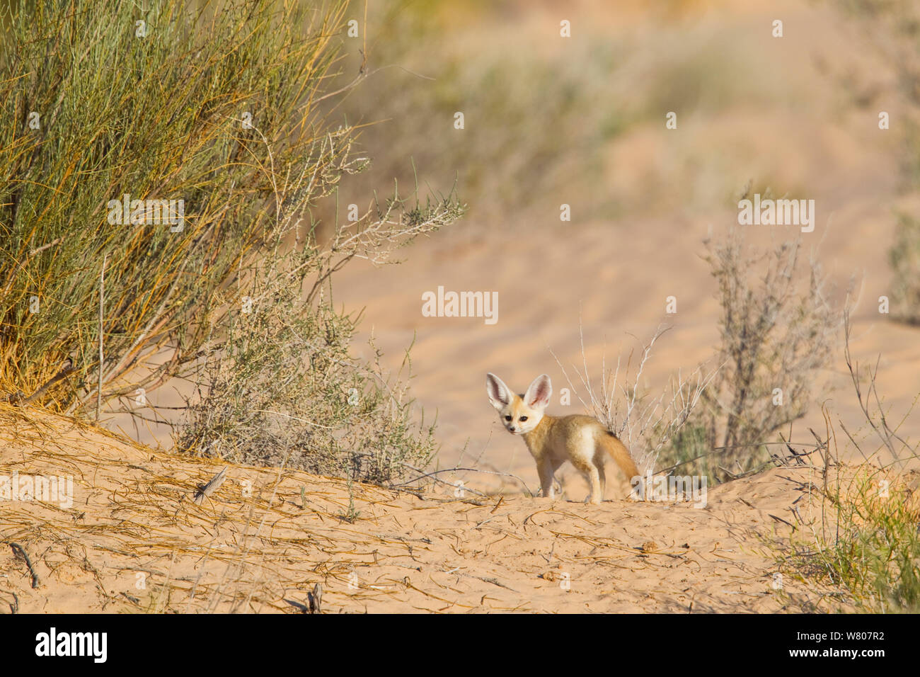 Fennec fox den hi-res stock photography and images - Alamy