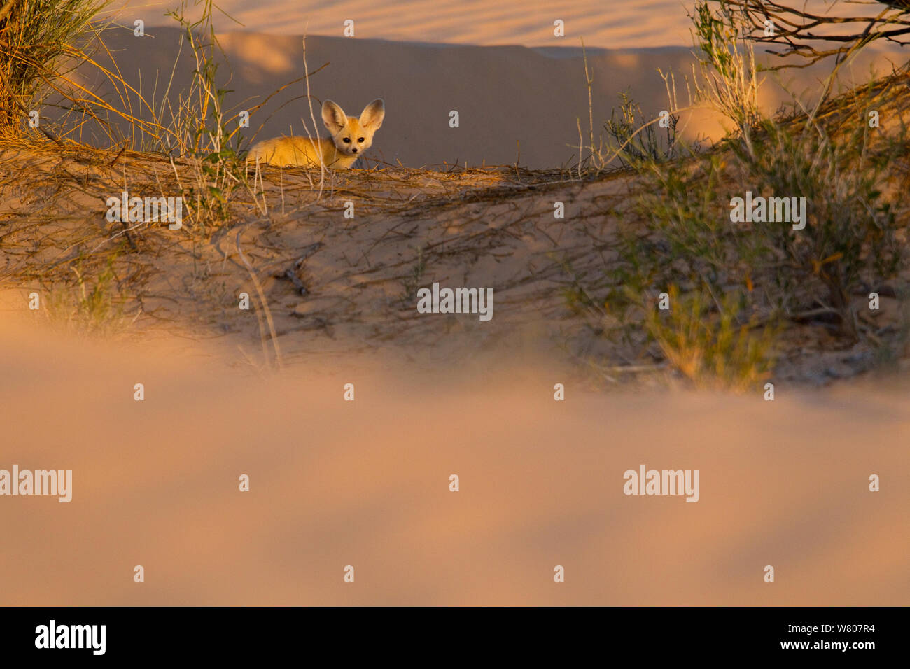 Fennec fox den hi-res stock photography and images - Alamy