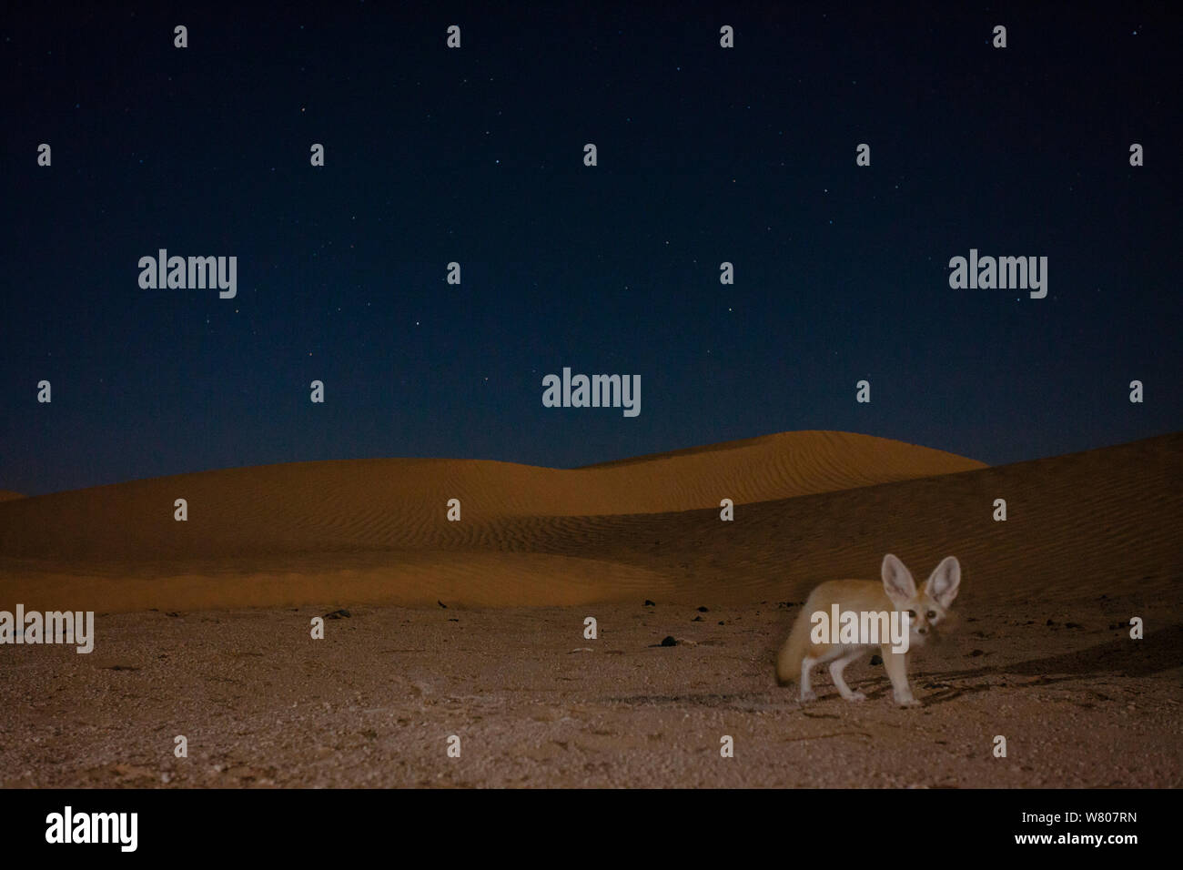 Fennec fox at night hi-res stock photography and images - Alamy