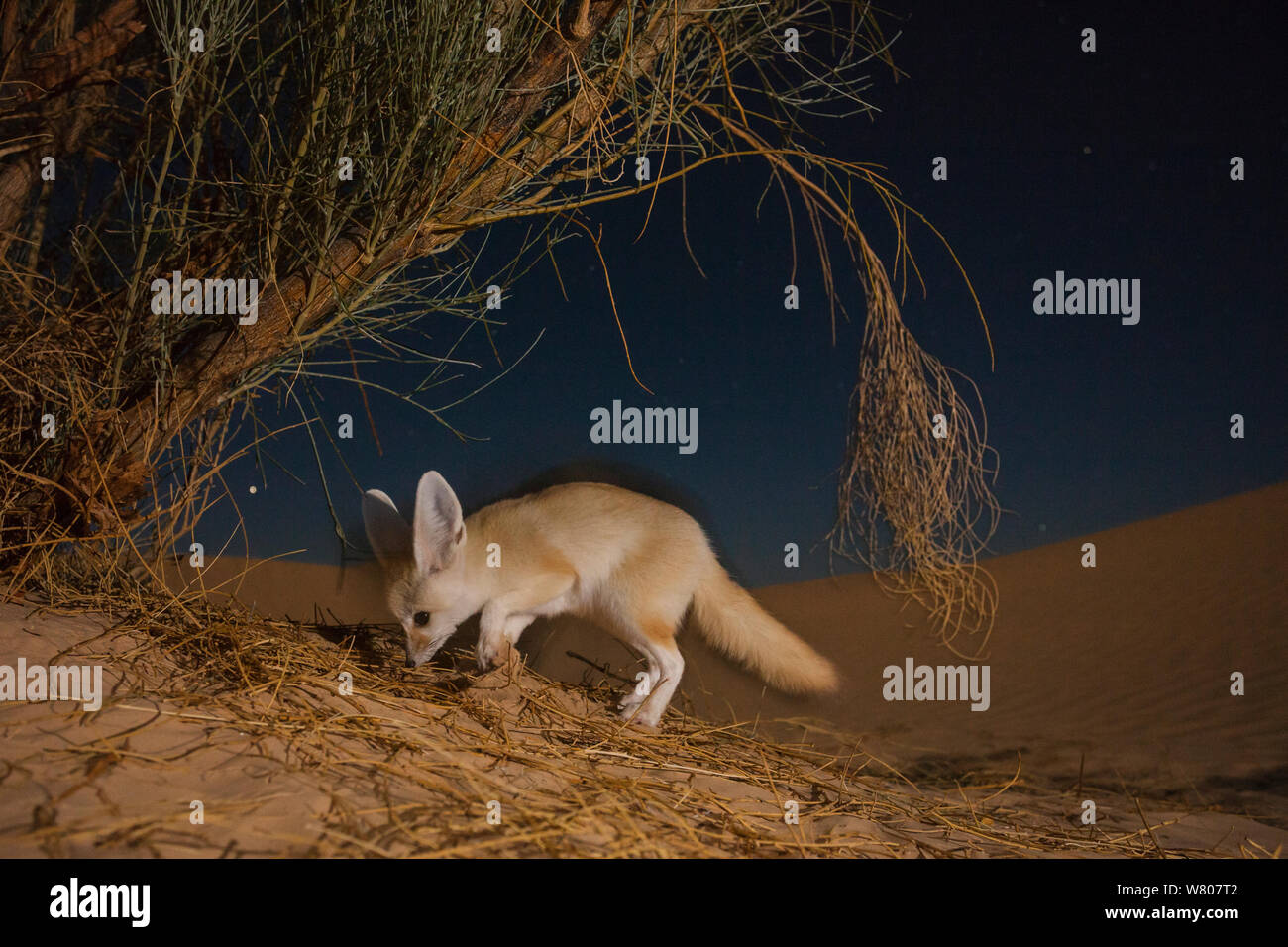 Adult fox digging hi-res stock photography and images - Alamy