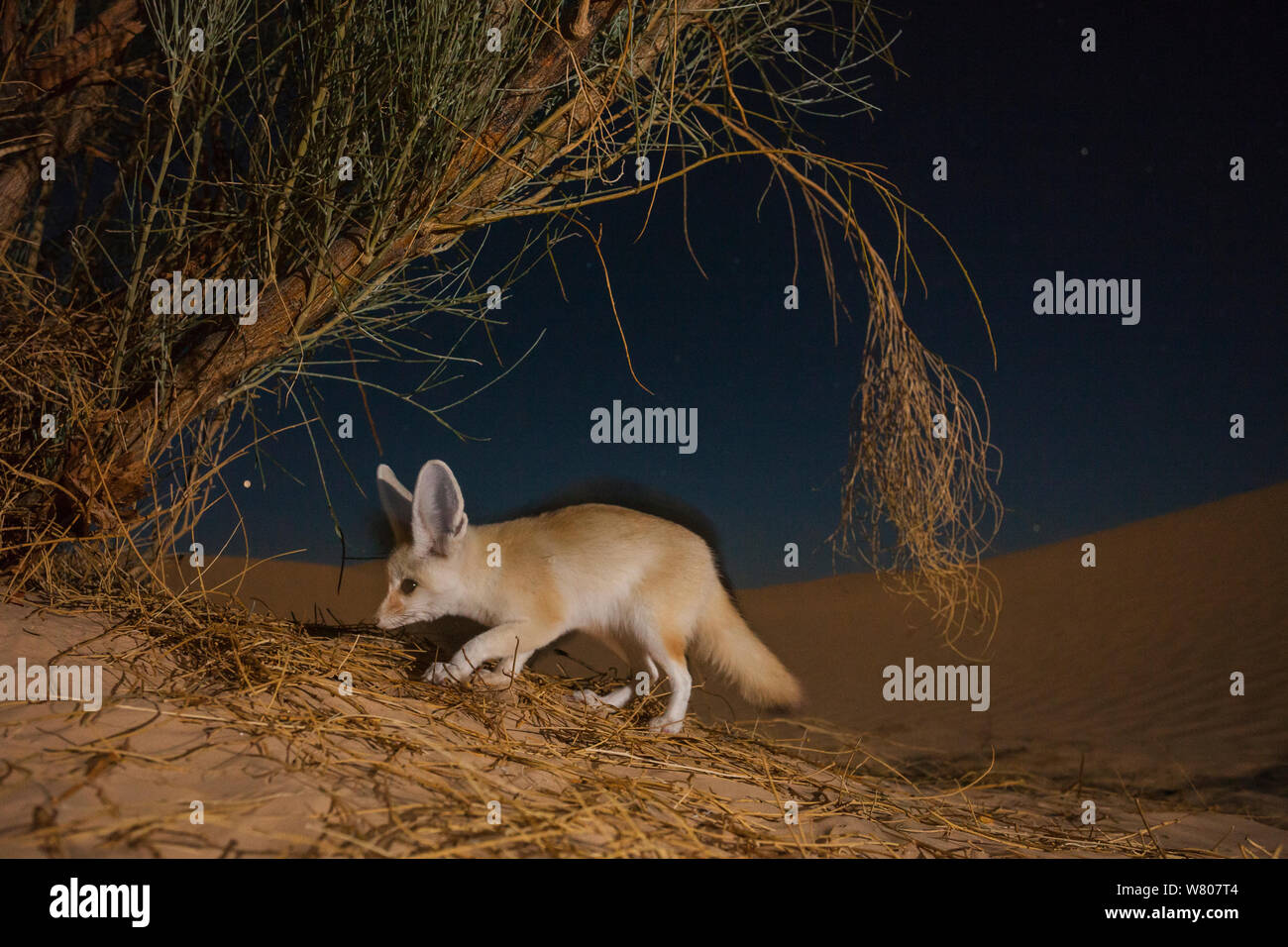 Fennec Fox Night High Resolution Stock Photography and Images - Alamy