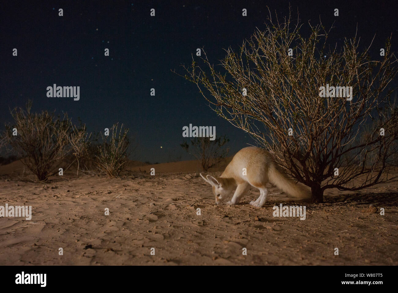 Fennec fox (Vulpes zerda) adult at night among desert vegetation. Grand ...
