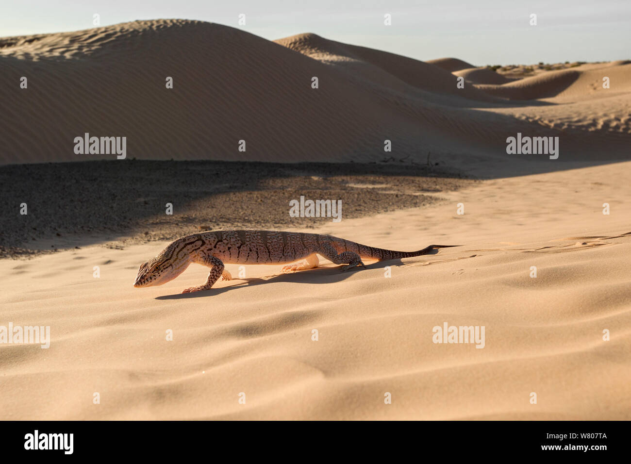 Sahara desert monitor lizard hi-res stock photography and images - Alamy