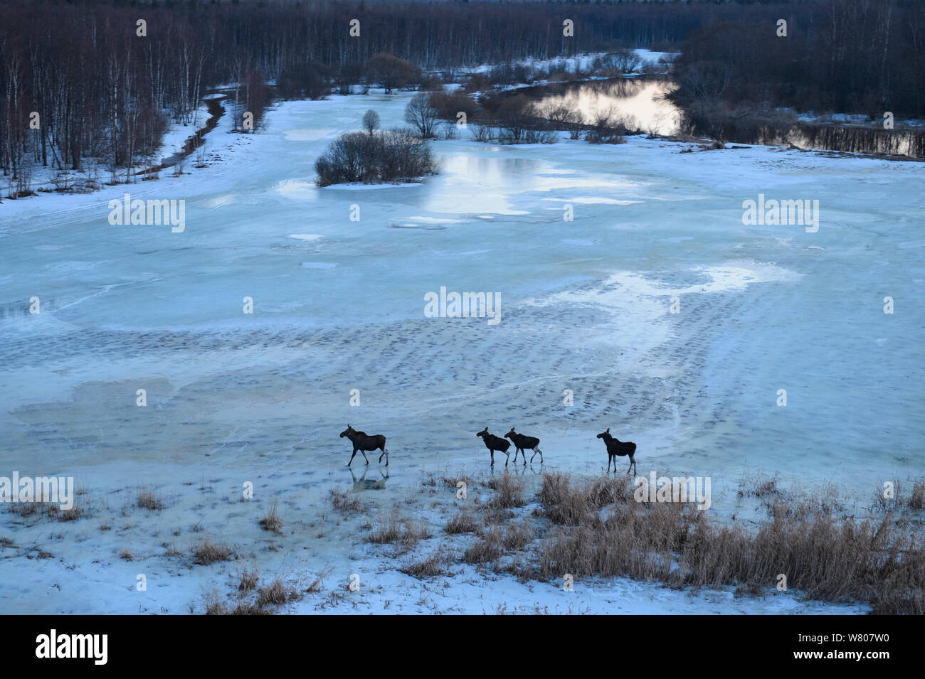 Aerial view of Moose (alces alces) on frozen river, Southern Estonia ...