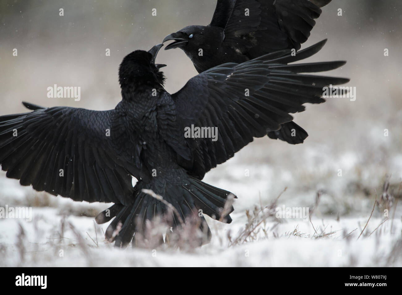 Ravens (Corvus corax) fighting in bog during snowfall, Tartumaa ...