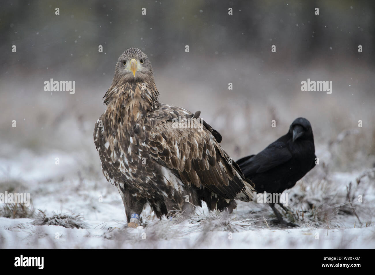 White-tailed Sea Eagle (Haliaeetus albicilla) juvenile with leg ring ...