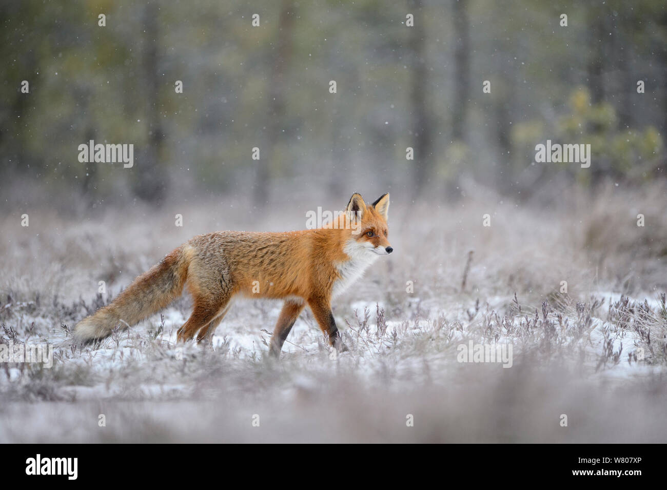 Red fox (Vulpes vulpes) in bog, during snowfall, Tartumaa, Estonia ...