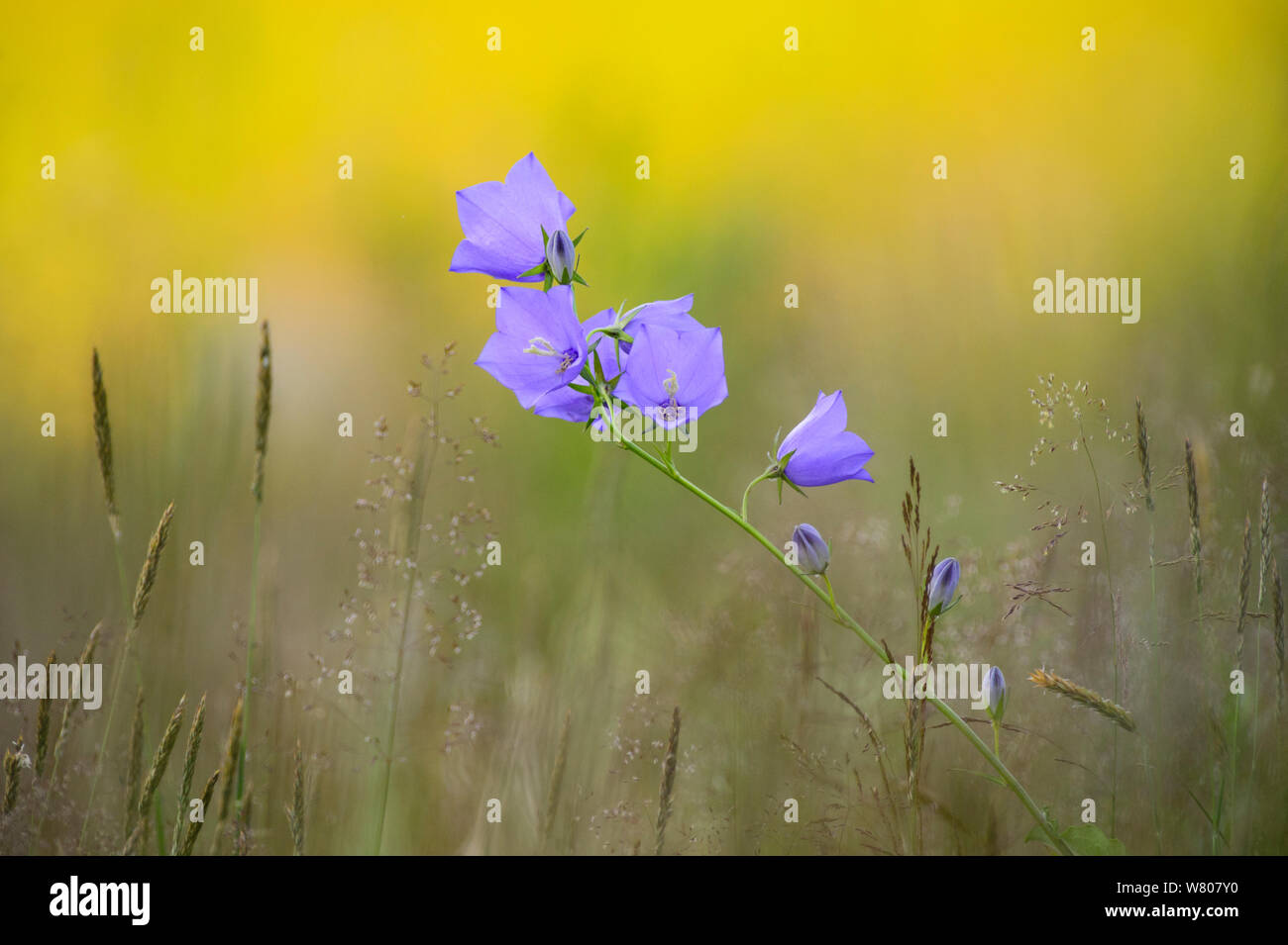 Neocodon persicifolius hi-res stock photography and images - Alamy