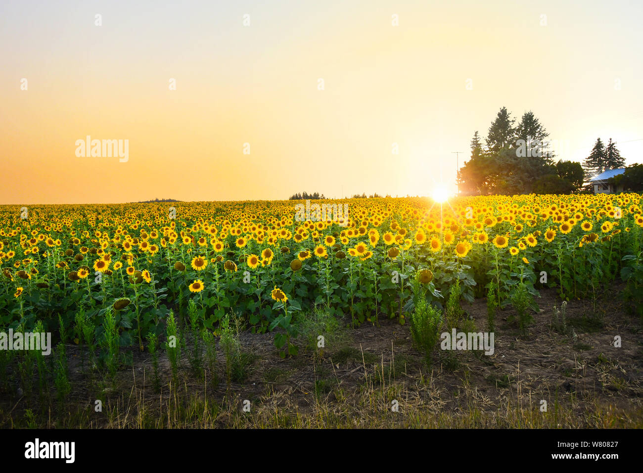 Rustic farm sunflowers hi-res stock photography and images - Alamy