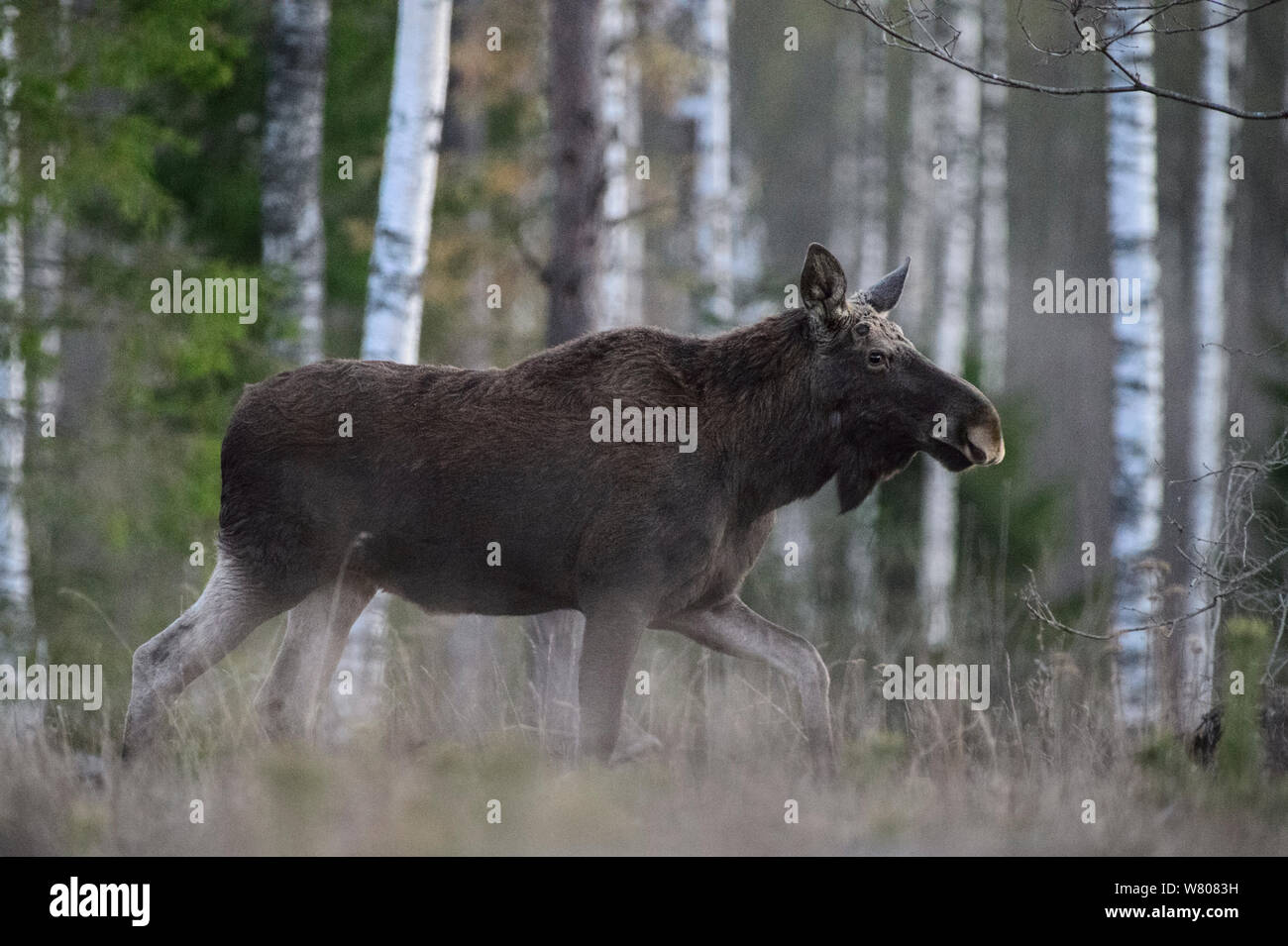 Bull moose side profile hi-res stock photography and images - Alamy