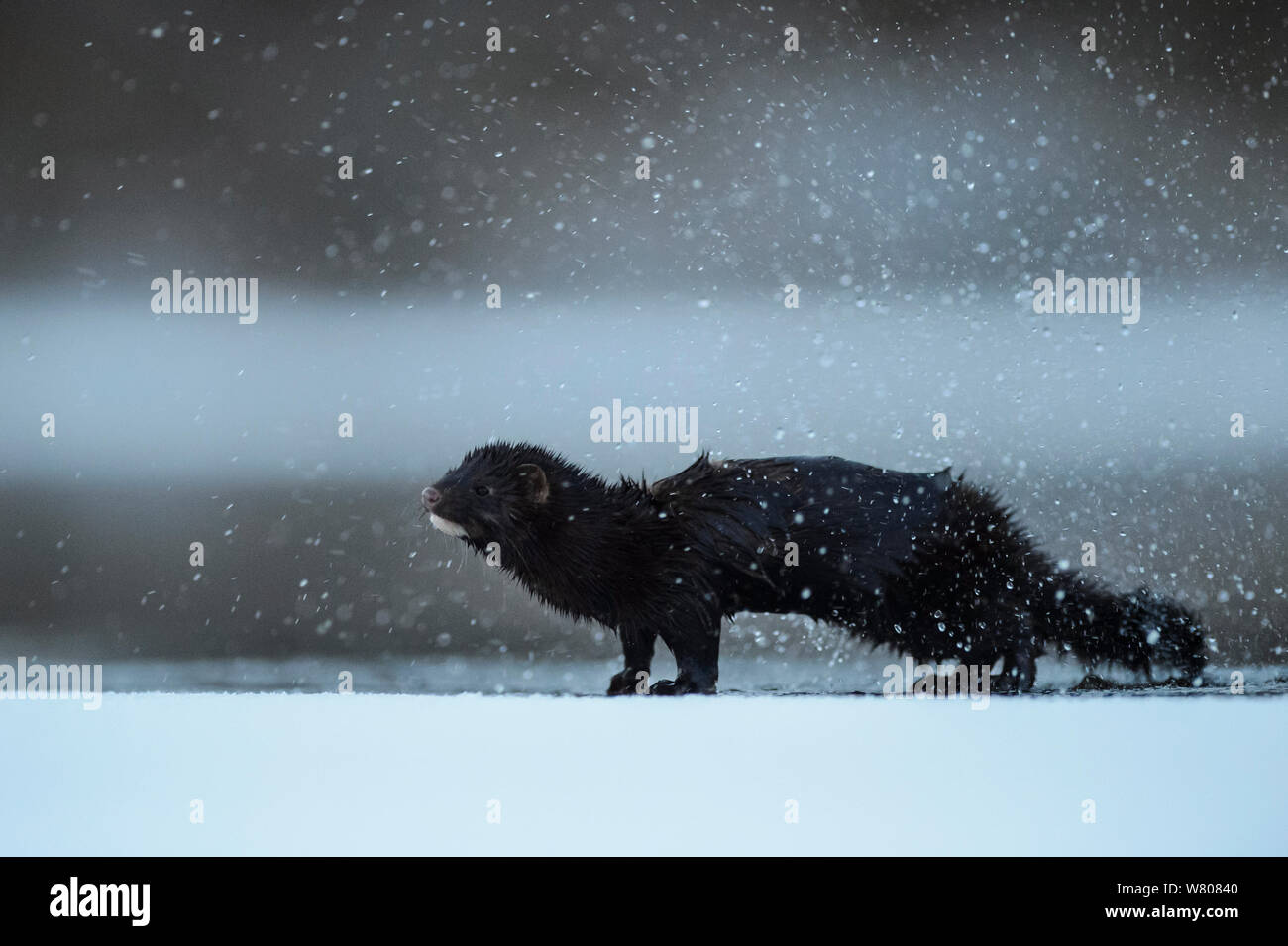 Wet mink hi-res stock photography and images - Alamy