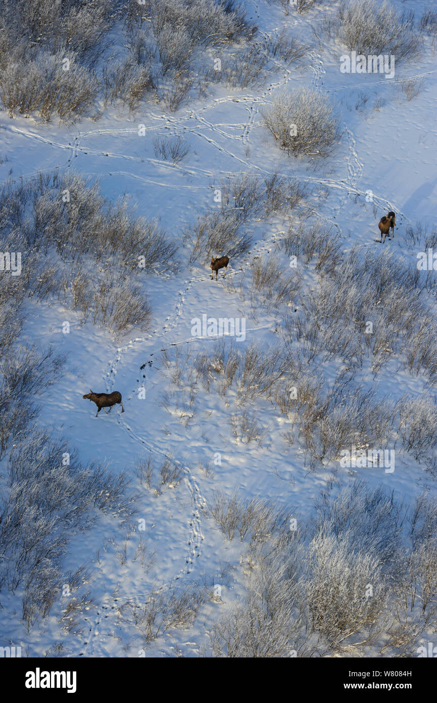 Aerial view of three Moose (Alces alces) feeding on Willow bushes in ...