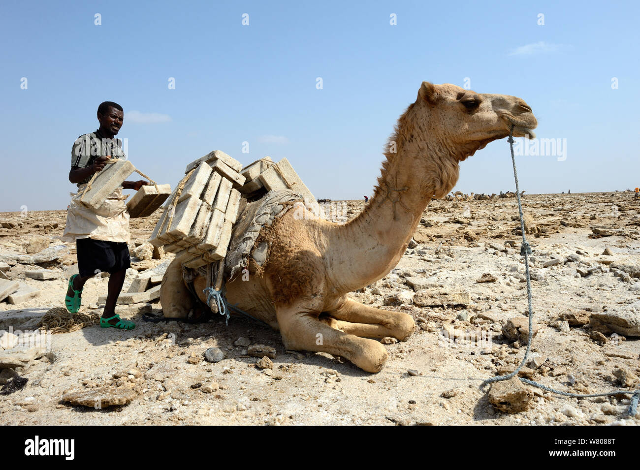 Man loading Dromedary camel (Camelus dromedarius) with 5kg blocks of ...