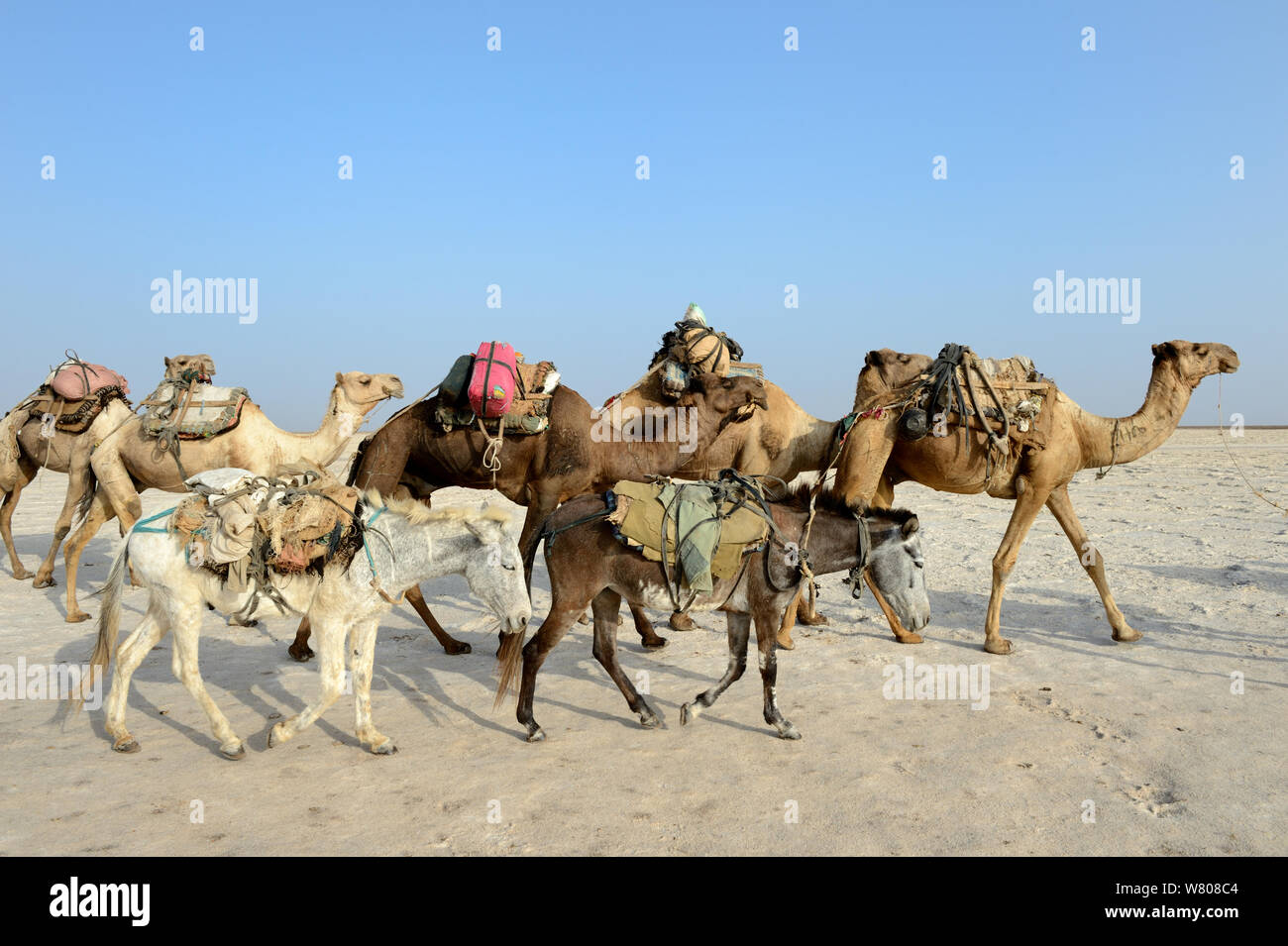 Salt slabs africa hi-res stock photography and images - Alamy