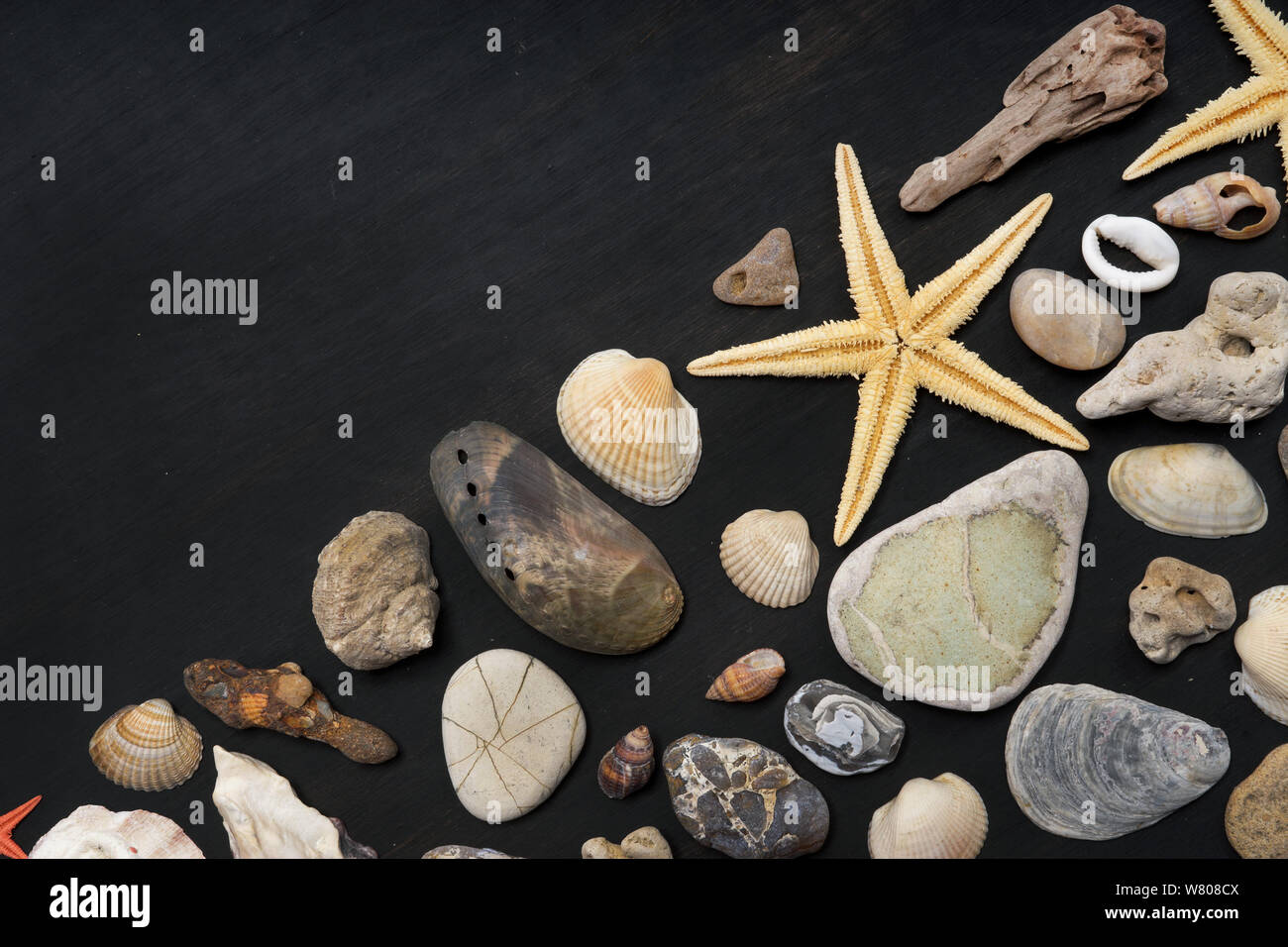 Seashell color ecology texture hi-res stock photography and images - Alamy