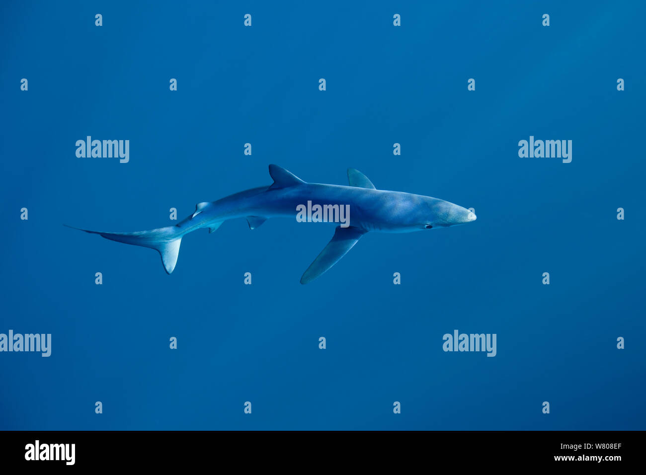 Shark new zealand hi-res stock photography and images - Alamy