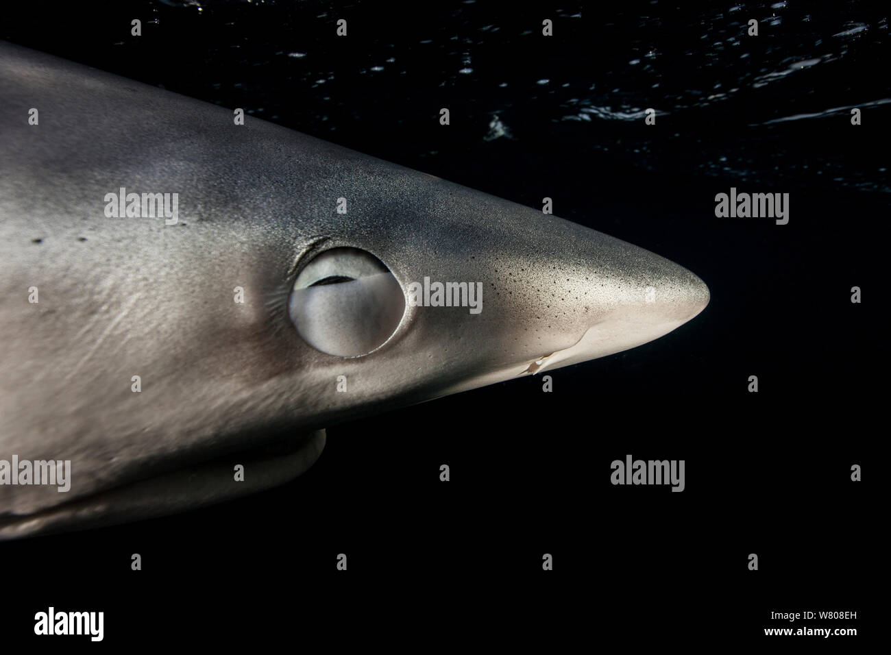 Blue shark (Prionace glauca) with nictitating membrane partially shut ...