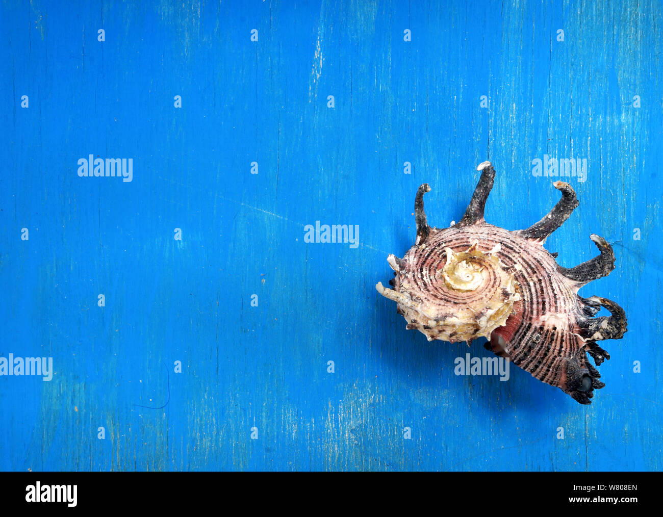 Sea cradle hi-res stock photography and images - Alamy