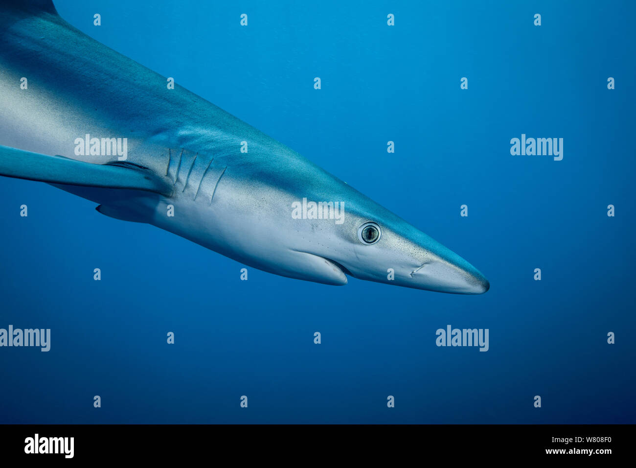 Blue shark hi-res stock photography and images - Alamy