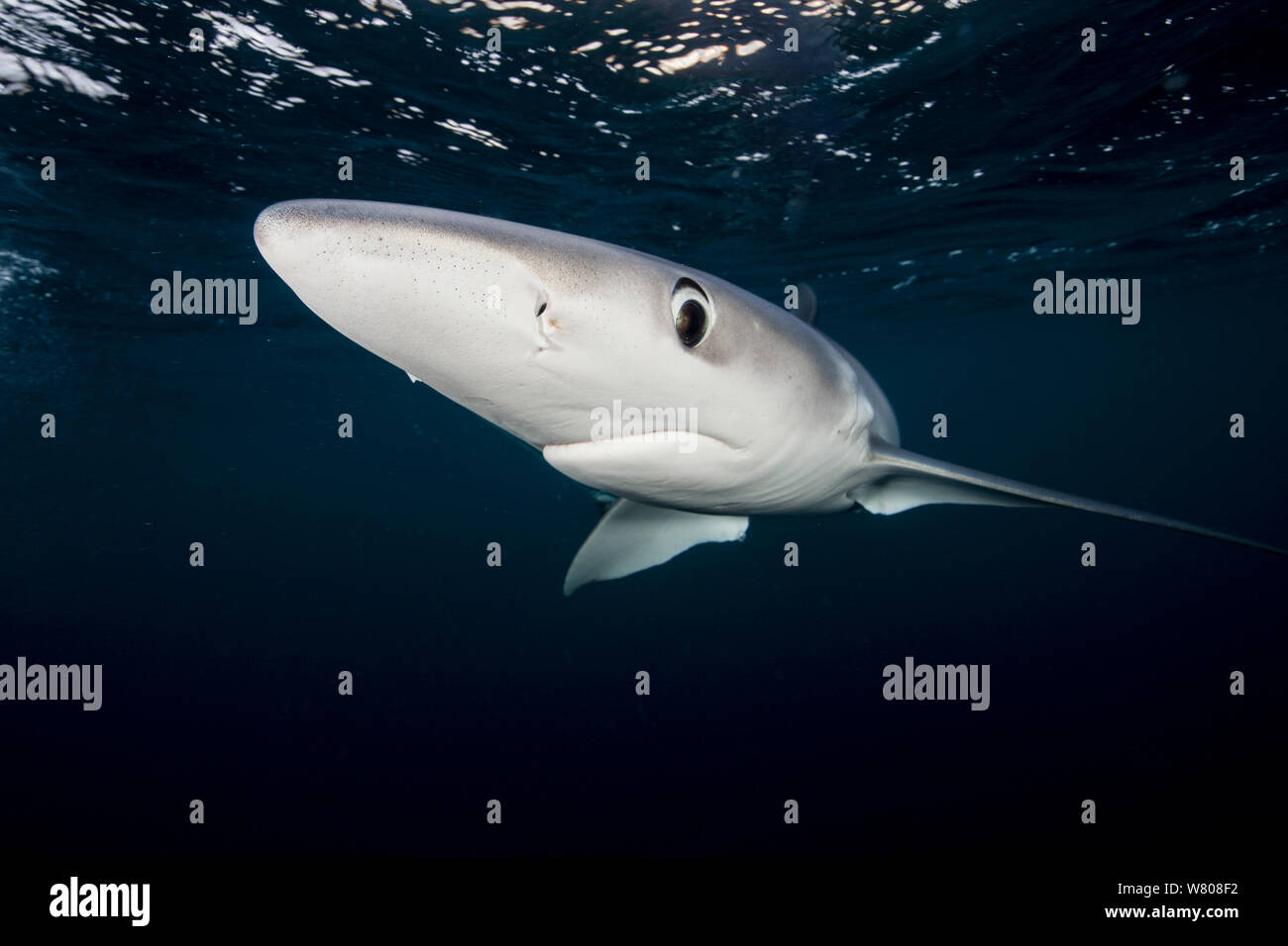 Sharks From Surface