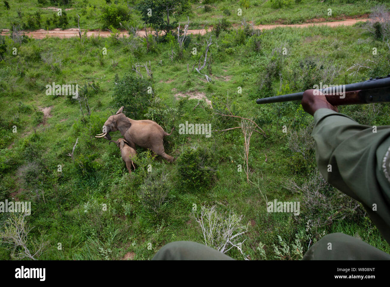 Elephant darting hi-res stock photography and images - Alamy