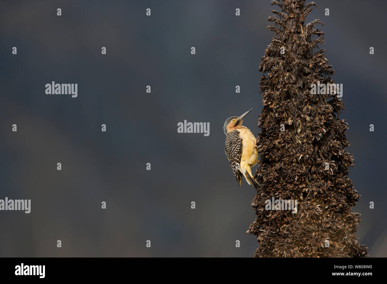 Andean Flicker (Colaptes rupicola) on trunk of Queen of the Andes (Puya ...