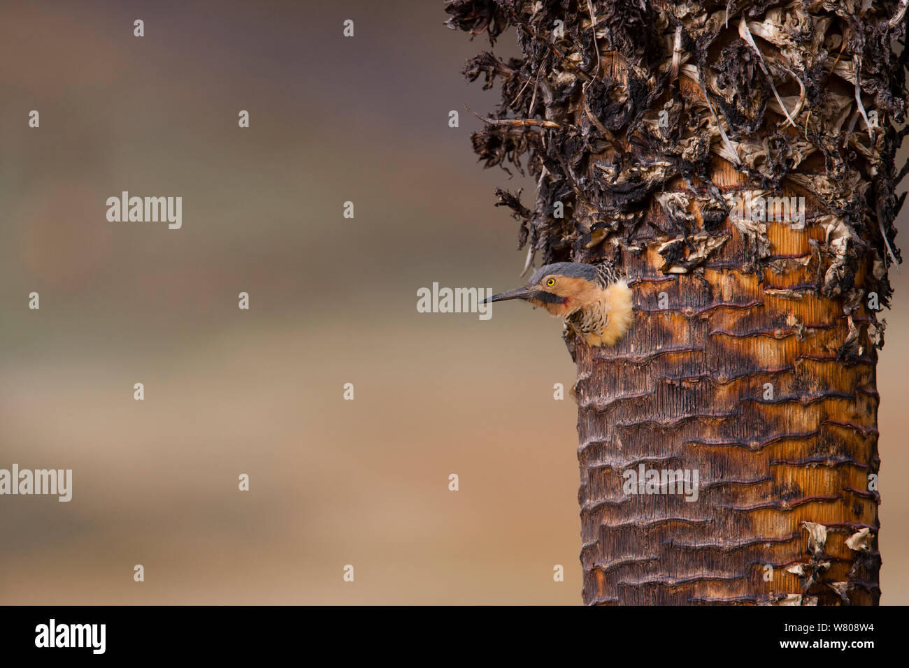 Andean Flicker (Colaptes rupicola) coming out of nest, Cordillera ...