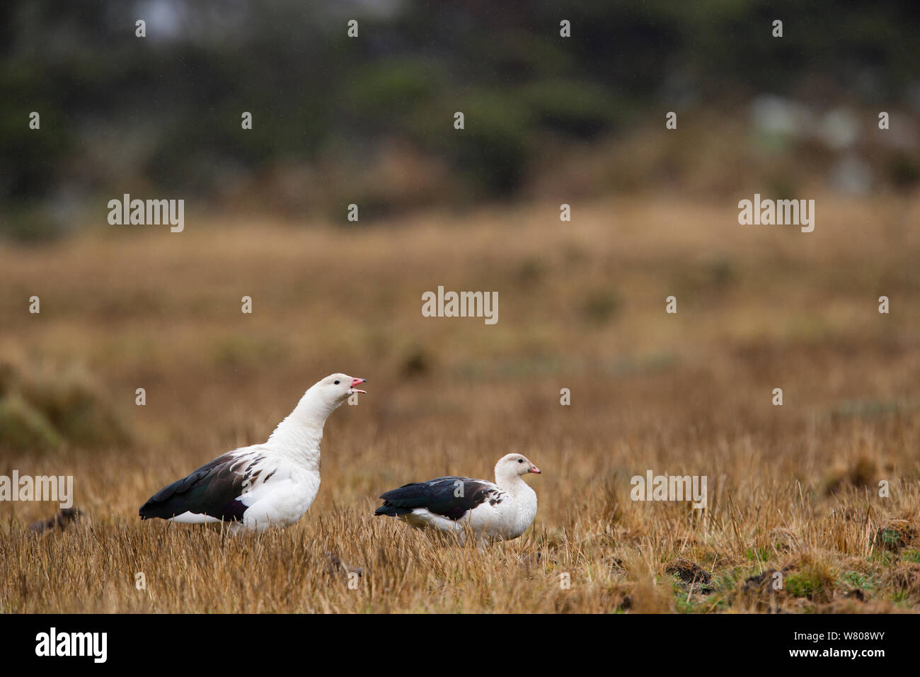 Andean geese chloephaga melanoptera hi-res stock photography and images ...