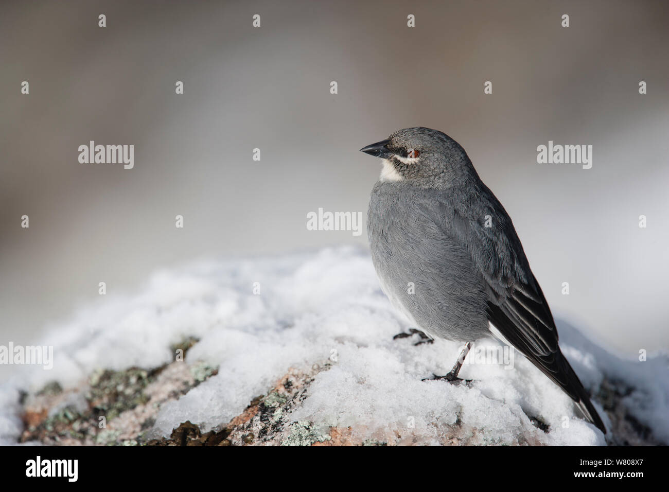 White-winged diuca-finch (Diuca speculifera) Cordillera Blanca Massif ...