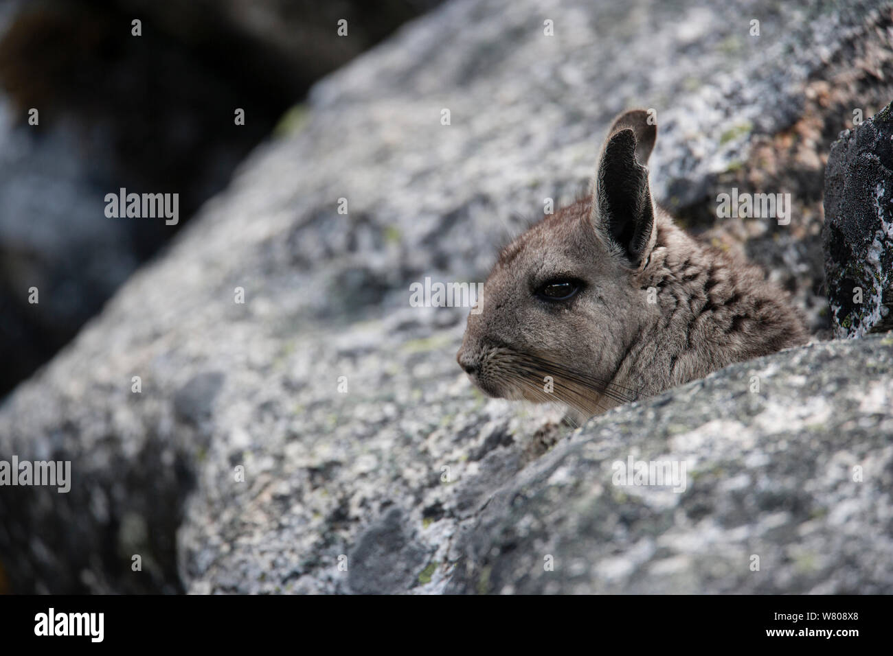 Northern viscacha (Lagidium peruanum) Cordillera Blanca Massif, Andes ...