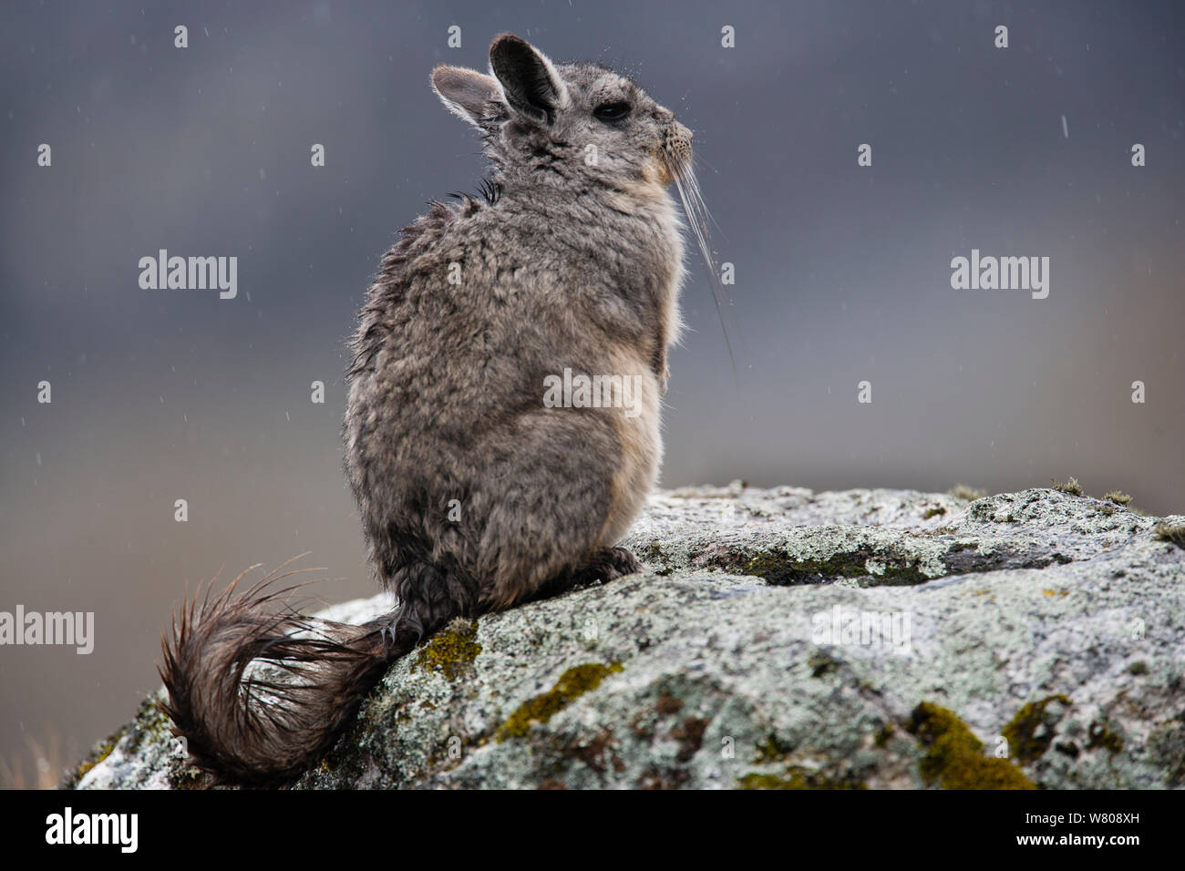 Northern viscacha (Lagidium peruanum) adult, Cordillera Blanca Massif ...