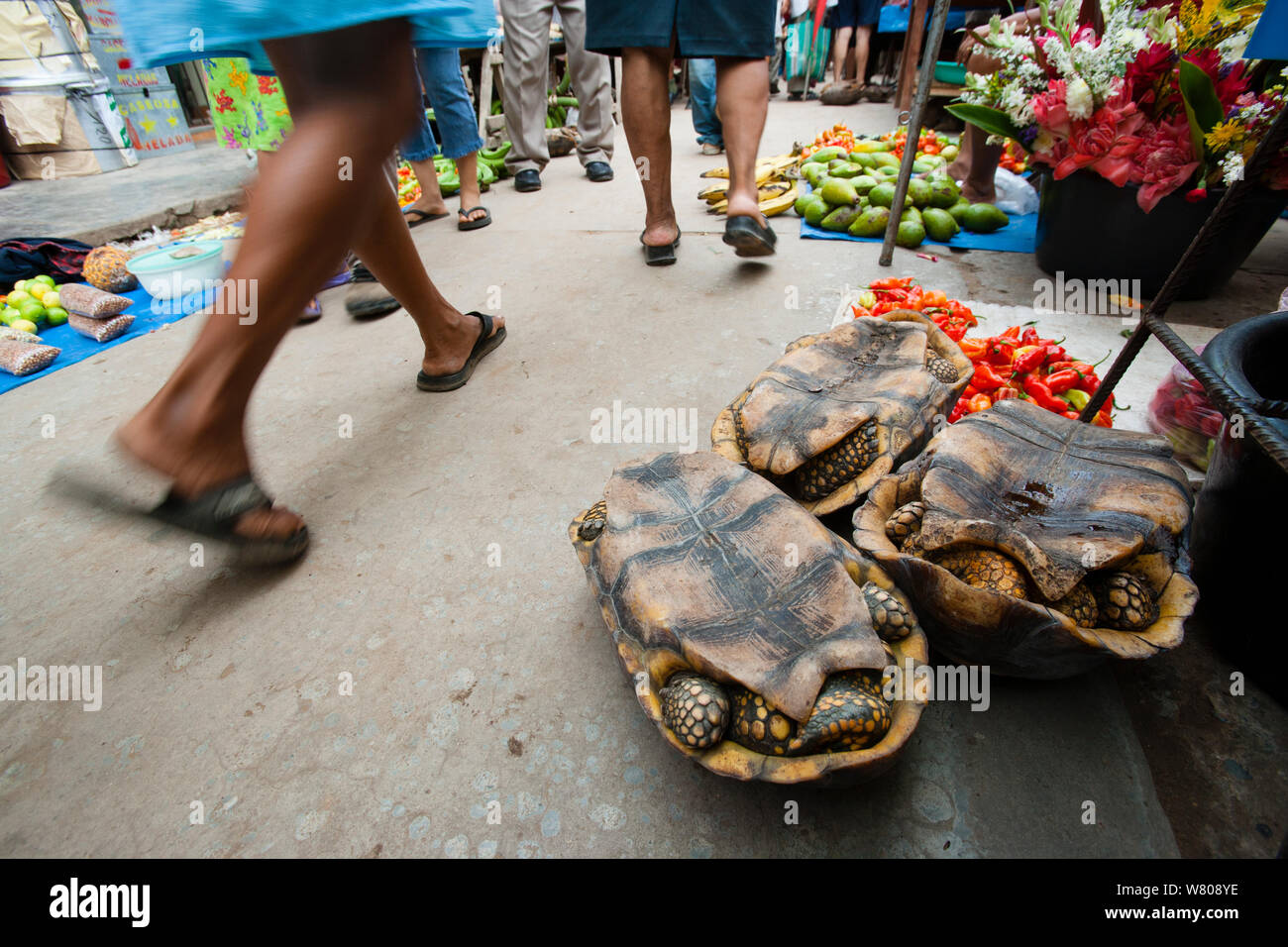 2006 animalia hi-res stock photography and images - Alamy