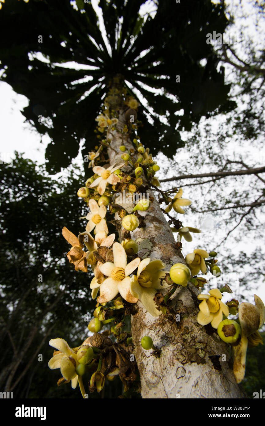 Sachamangua tree (Grias peruviana) Amazon, Peru Stock Photo - Alamy