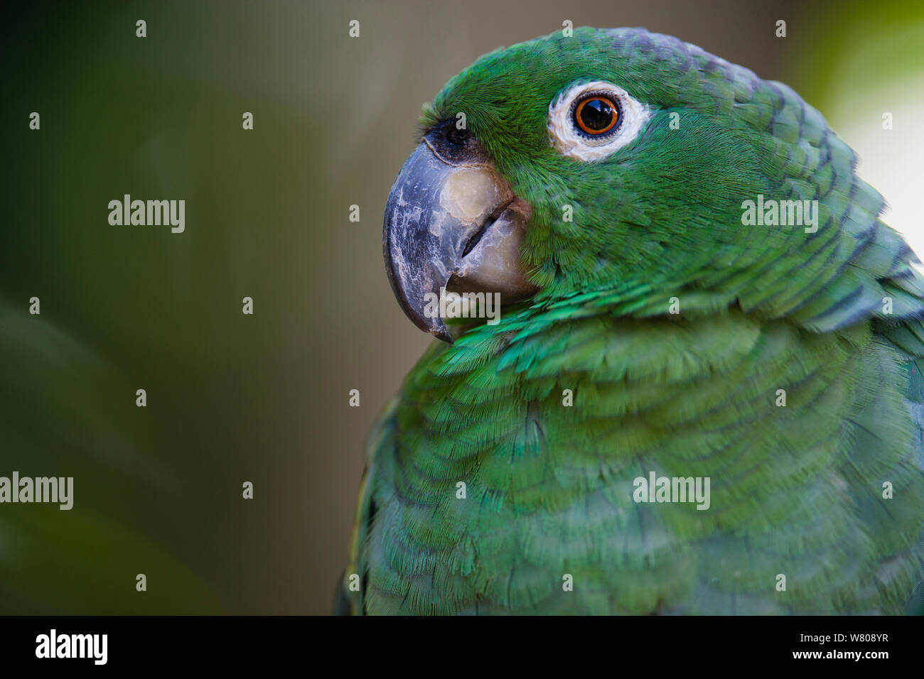 Mealy amazon parrit (Amazona farinosa) Amazon, Peru Stock Photo - Alamy