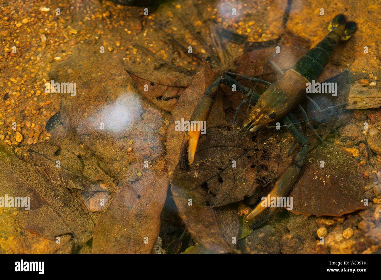 Tropical crayfish (Cambaridae) in rainforest stream, Bukit Barisan ...