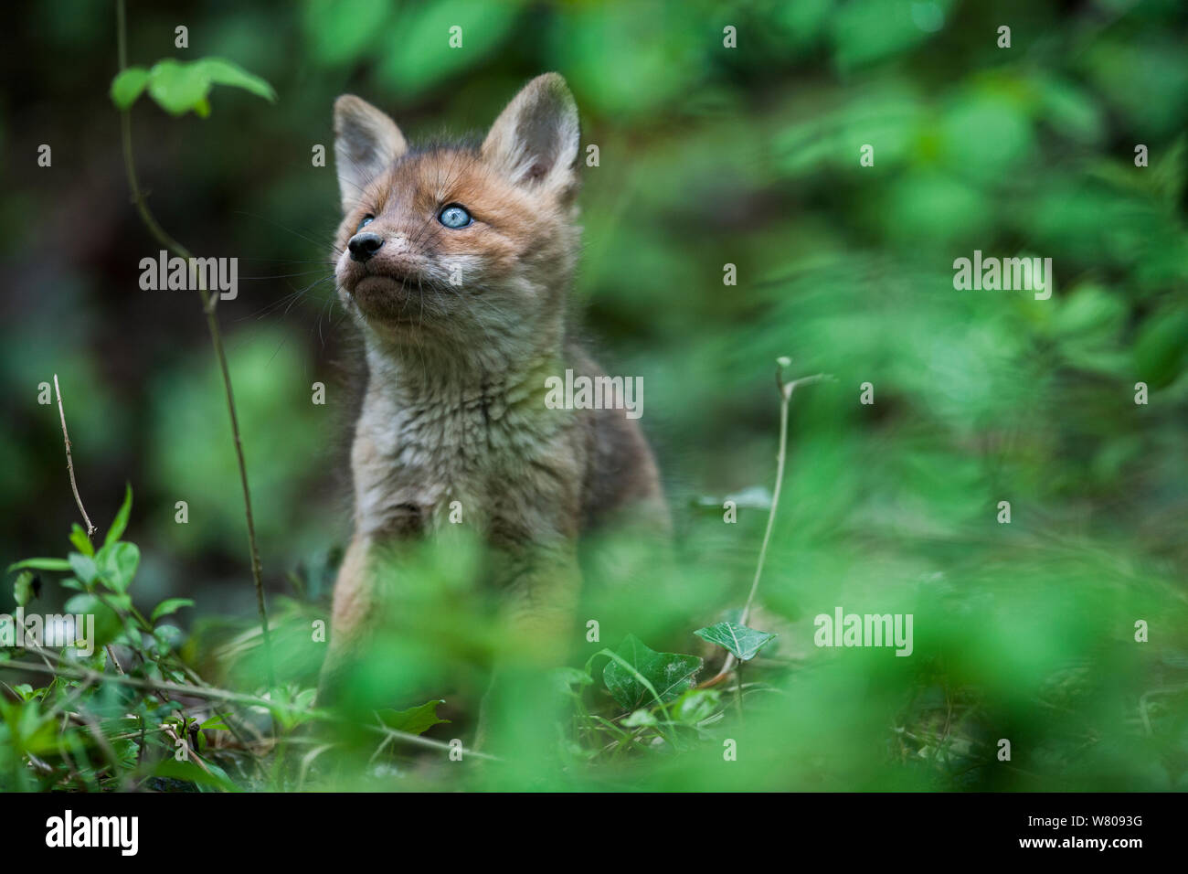 Red fox (Vulpes vulpes) cub, Burgundy, France, May Stock Photo - Alamy