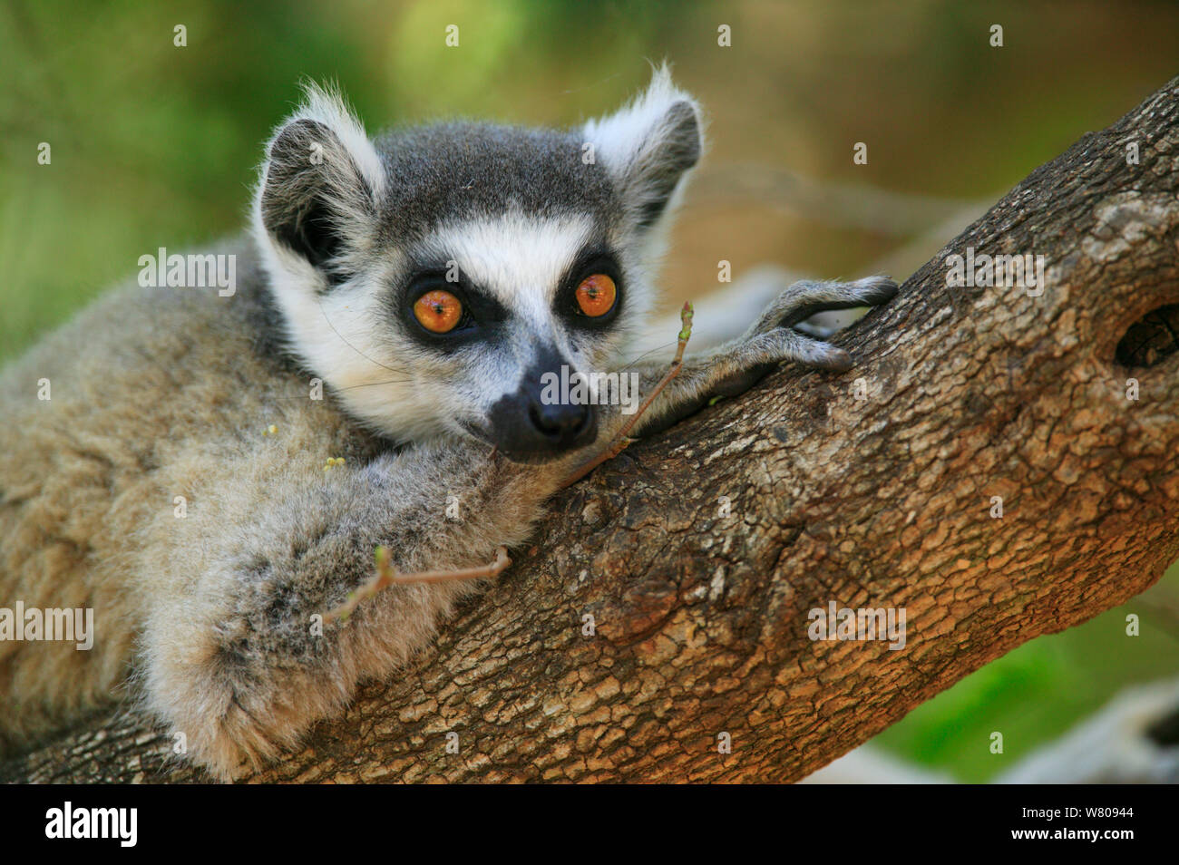 Ringed-tailed lemur (Lemur catta) resting, Berenty Reserve, Madagascar ...