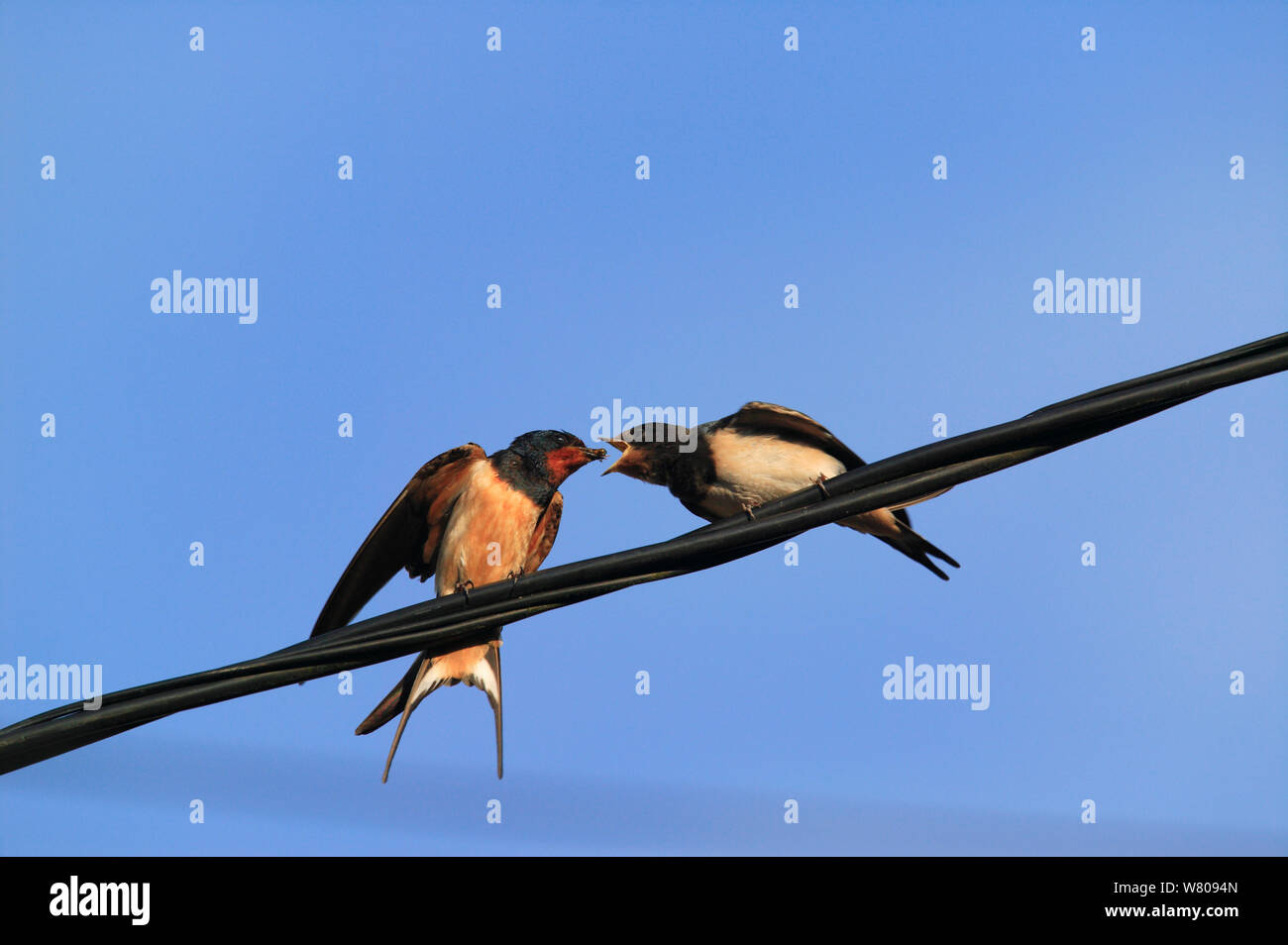 Barn swallows swallow bird birds hi-res stock photography and images ...