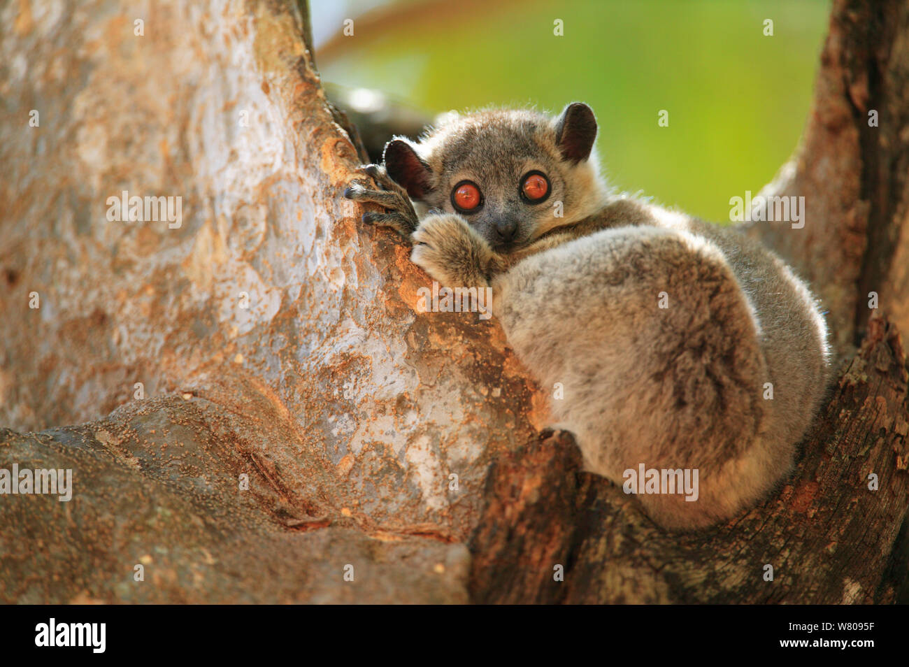 Dry bush weasel lemur hi-res stock photography and images - Alamy