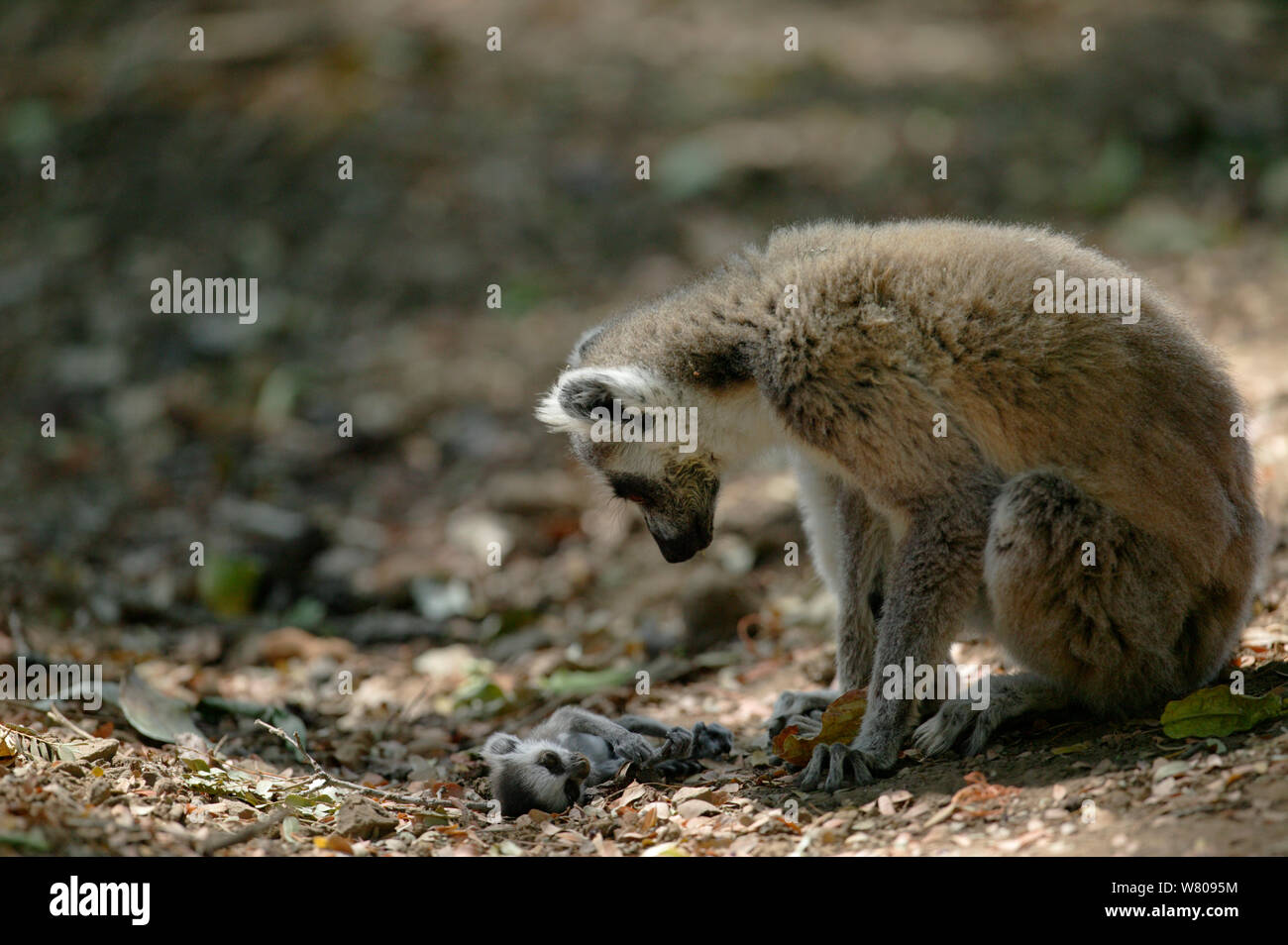 Ringed-tailed lemur (Lemur catta) female with dead baby, killed during ...