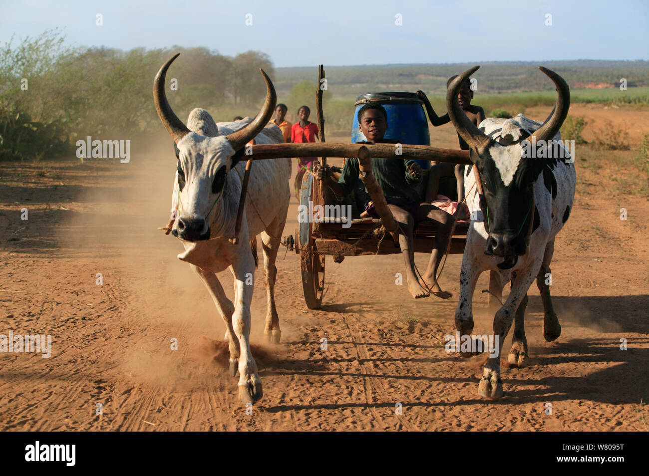 Animal drawn vehicle hi-res stock photography and images - Alamy