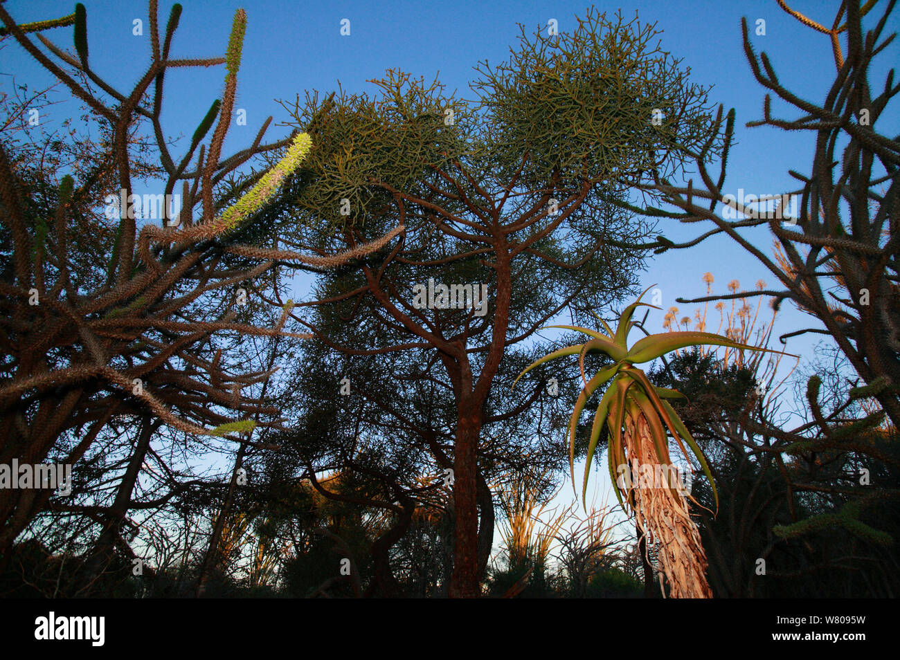 Aloe sp hi-res stock photography and images - Alamy