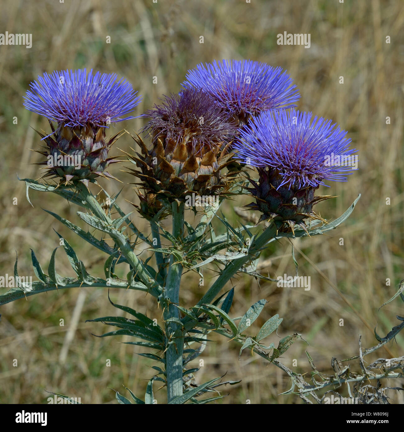 Cardoon thistles (Cynara cardunculus) flowers, Breton Marsh, Vendee ...