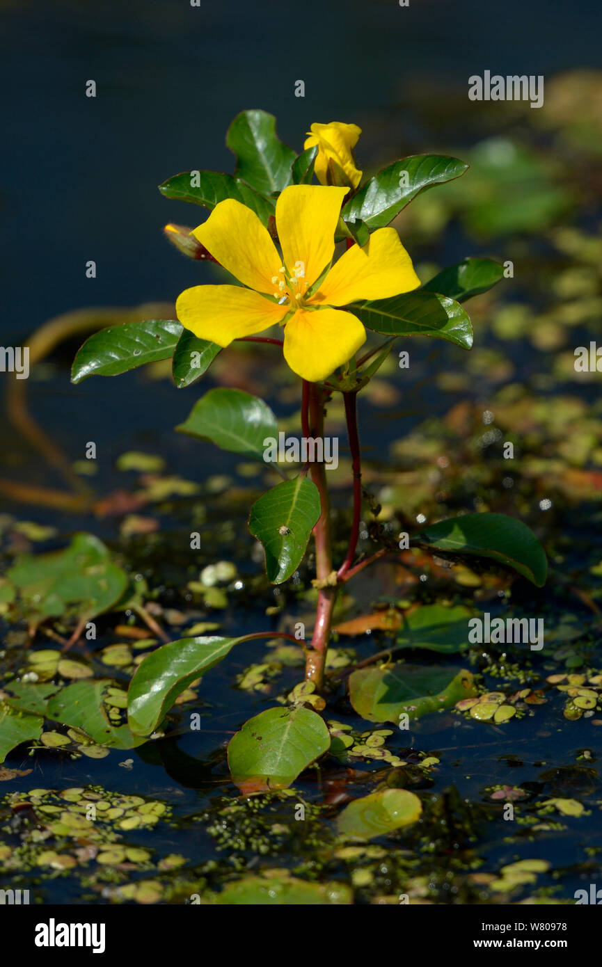 Floating primrose-willow (Ludwigia peploides) Breton Marsh, France ...