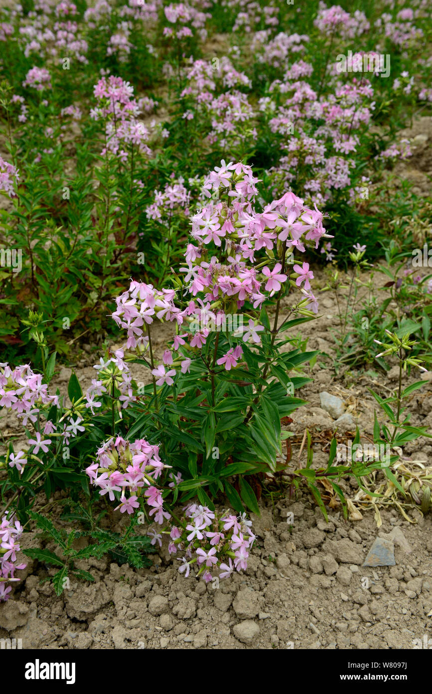 Common soapwort (Saponaria officinalis) in flower, Morbihan, France ...